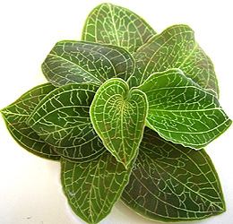 Welcome to Tropical Exotica