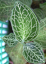 Welcome to Tropical Exotica