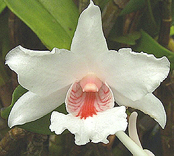 Welcome to Tropical Exotica