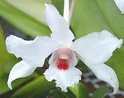 Welcome to Tropical Exotica