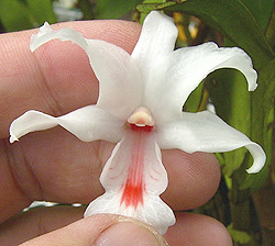 Welcome to Tropical Exotica